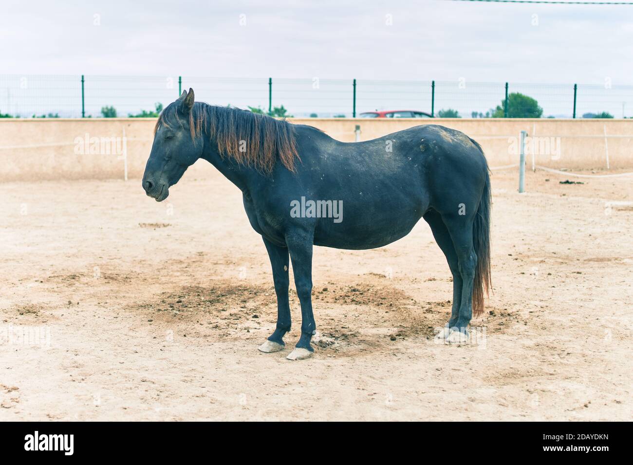 Adorable horse at the farm Stock Photo - Alamy