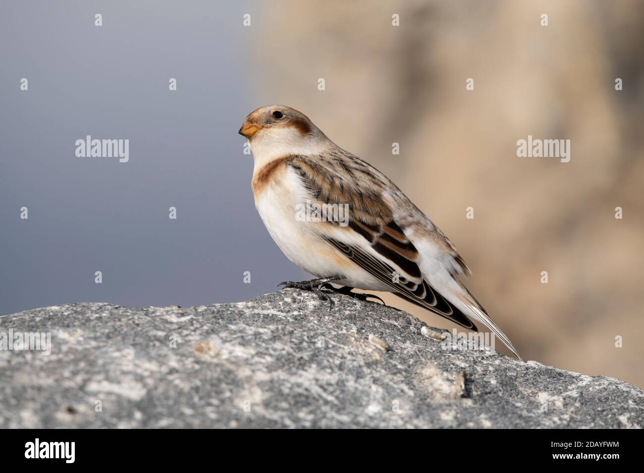 Rare birds hi-res stock photography and images - Alamy