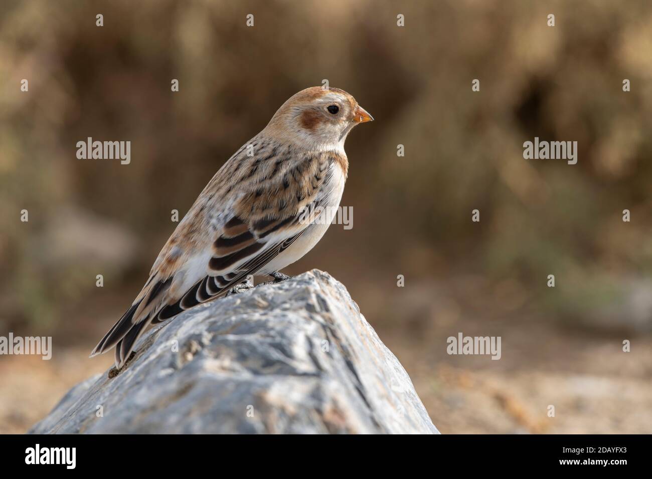 Rare birds hi-res stock photography and images - Alamy