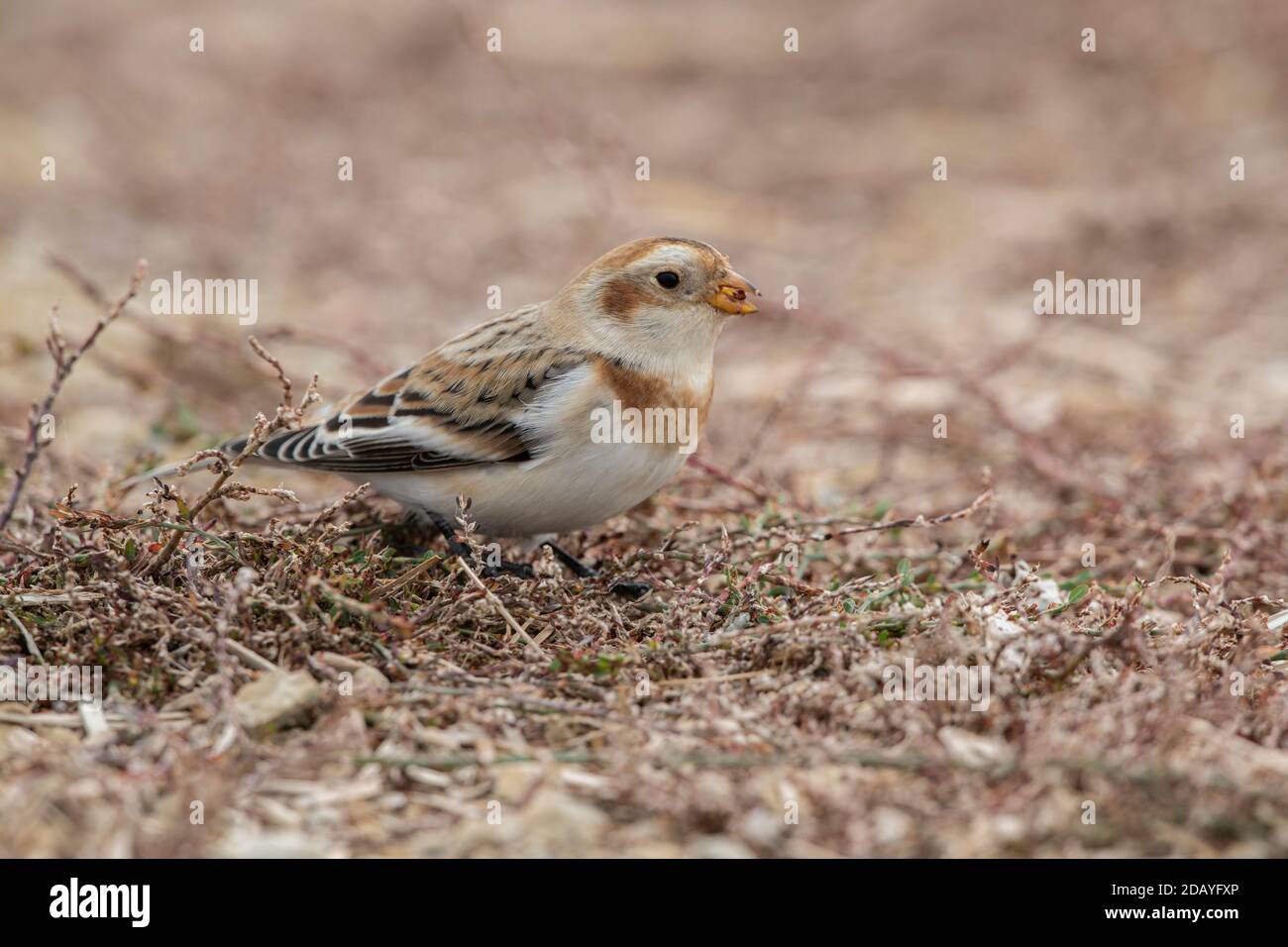 Snow bunting - rare winter visitor in Utah Stock Photo - Alamy