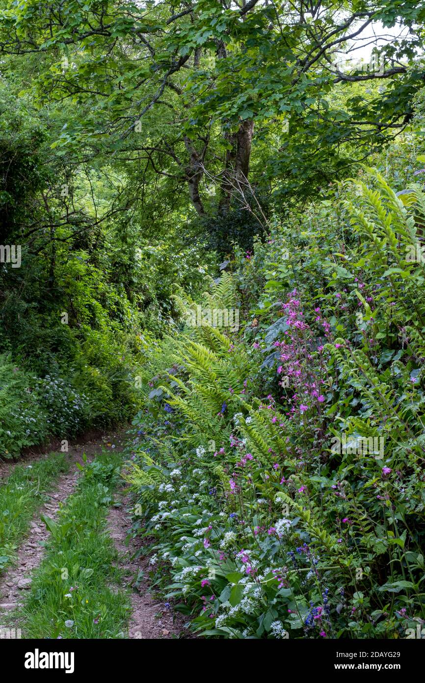 Country lane in south Devon, with early spring flowers growing in the ...