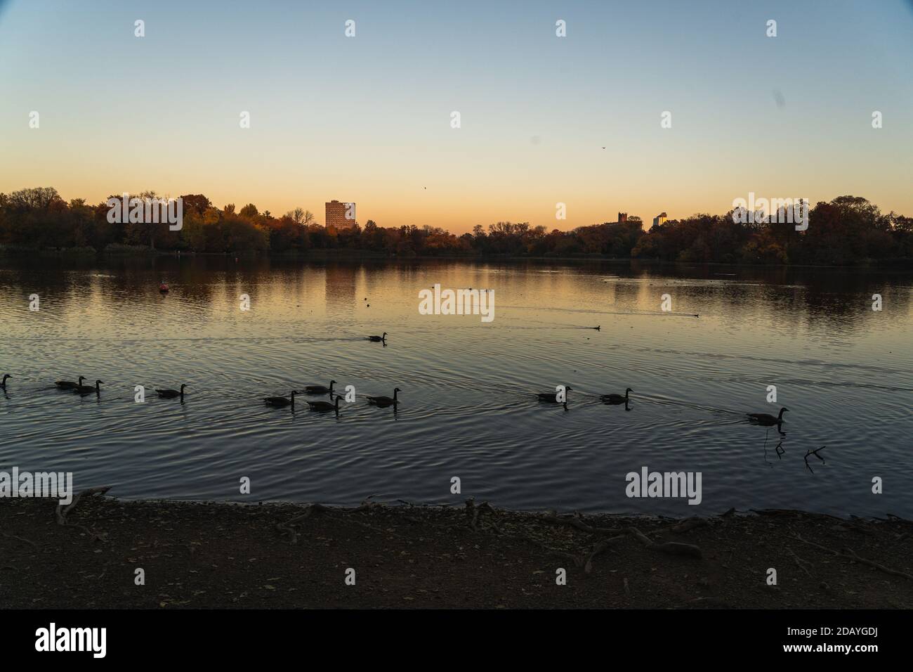 A family of geese swimming in a lake in Prospect Park during sunset in ...