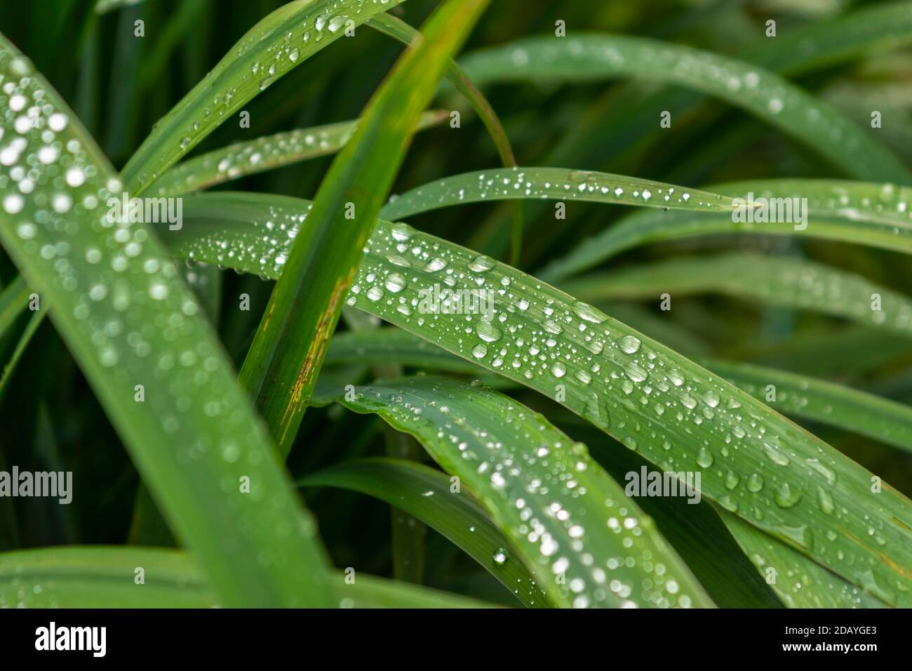 Green plant leaves water drops hi-res stock photography and images - Alamy