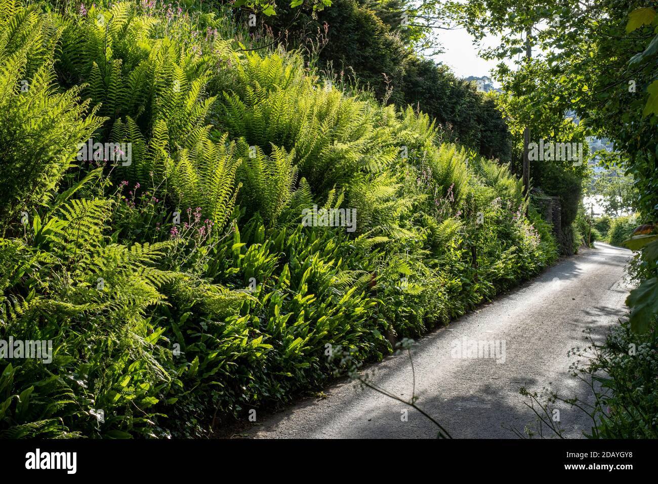 Ferns growing in hedgebank in South Devon Stock Photo - Alamy