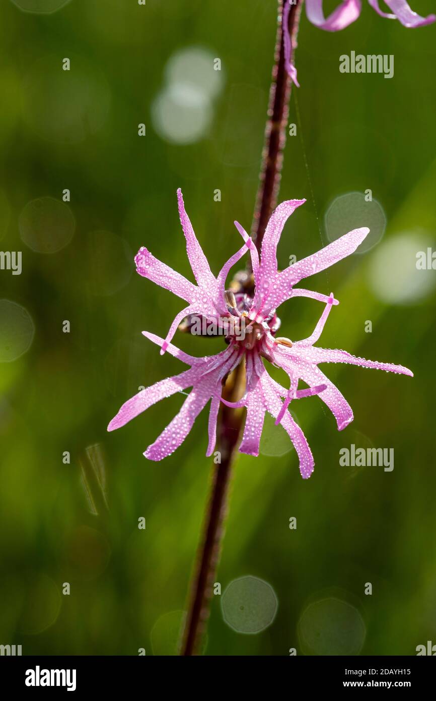 Ragged Robin, Lychnis flos-cuculi Stock Photo - Alamy