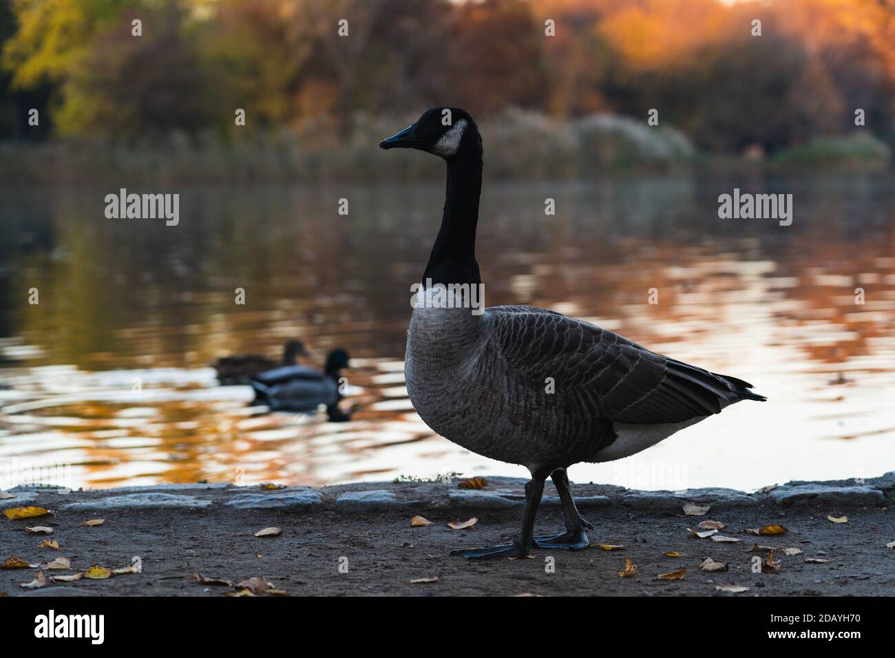 A goose standing in front of a pond in Prospect Park and two other ...