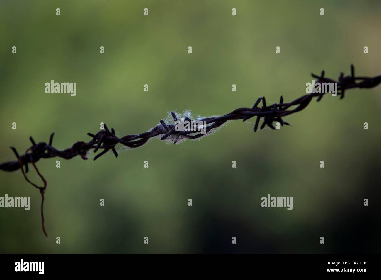 Illustration picture shows the Wire of Death (Dodendraad) at the ...