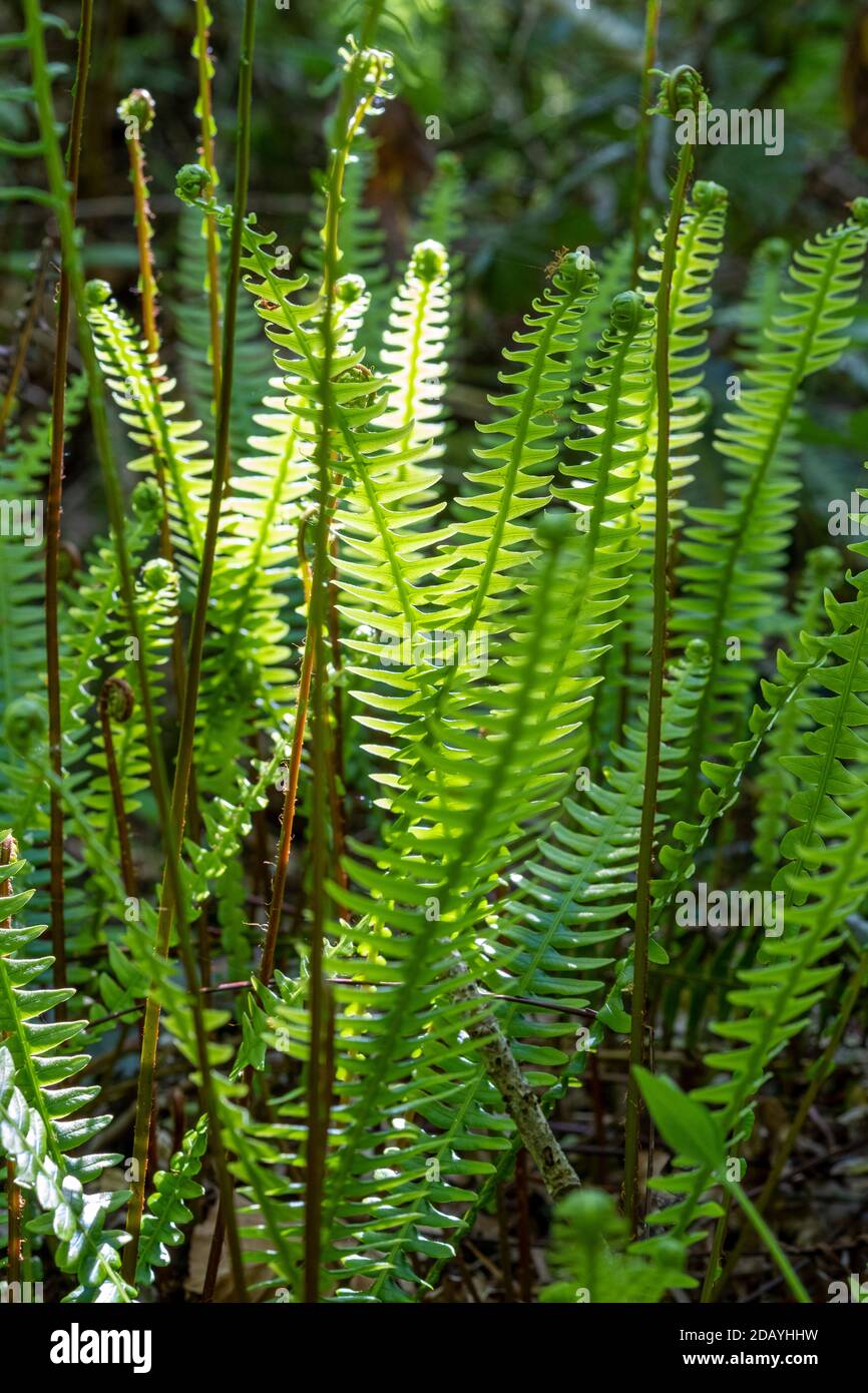 Hard fern hi-res stock photography and images - Alamy