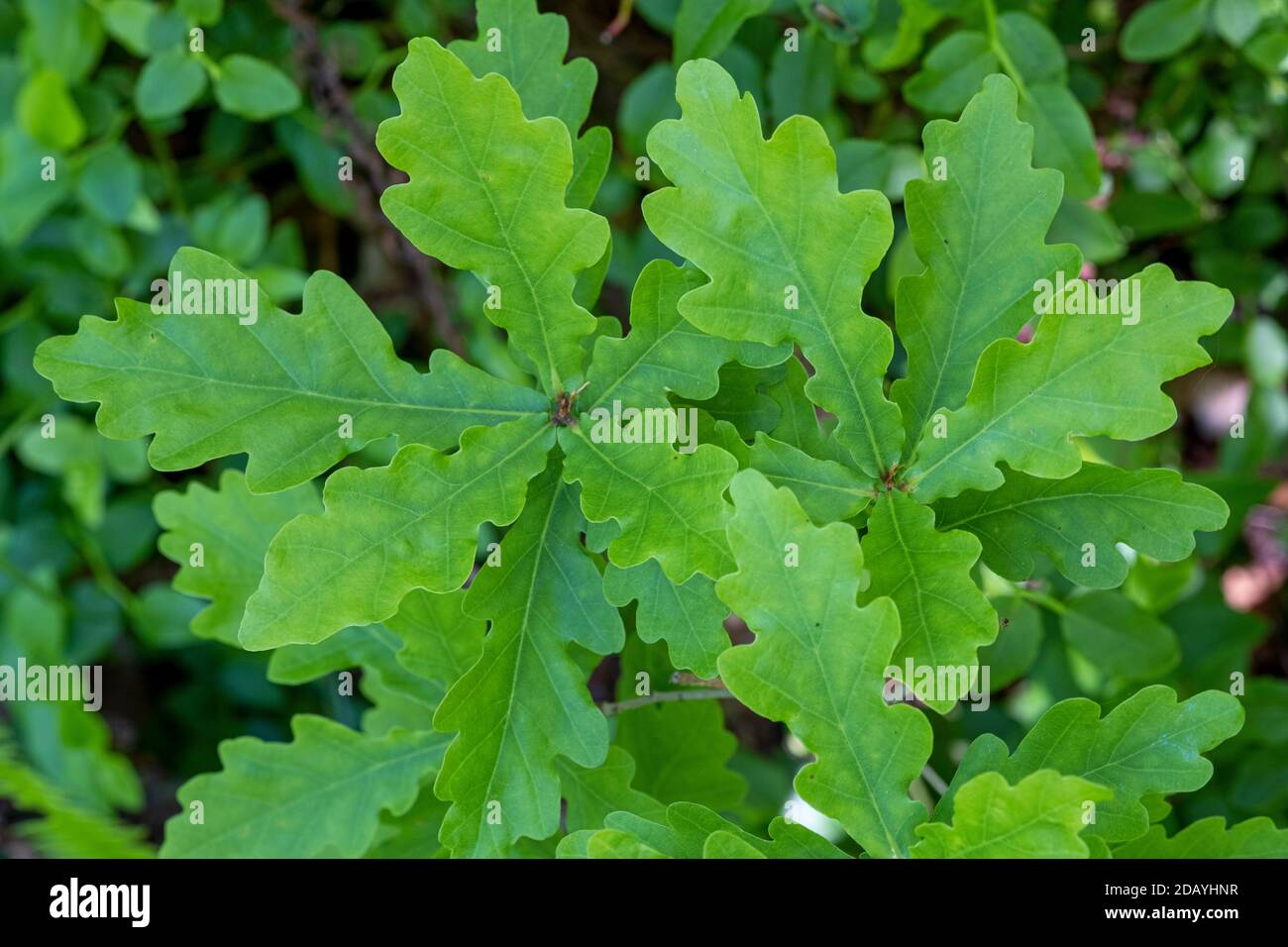 Oak foliage in early summer, Quercus robur Stock Photo - Alamy