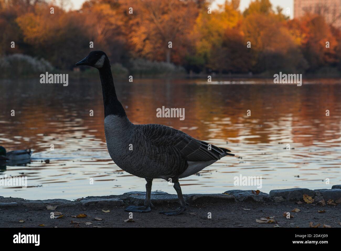 A goose standing in front of a pond in Prospect Park during the Fall ...
