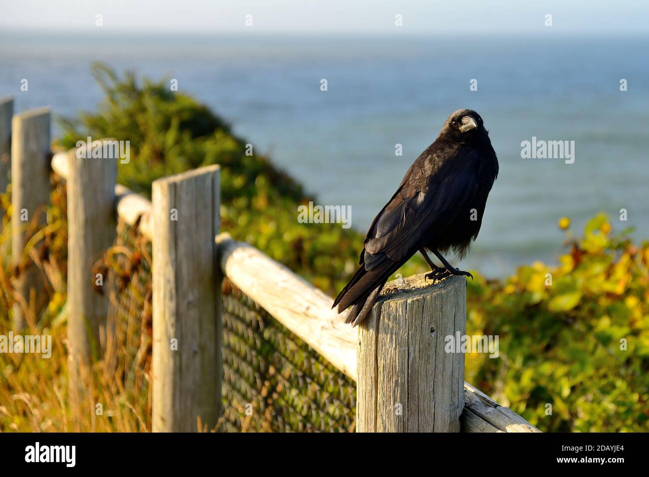 Staring Contest with a Crow by the Beach Stock Photo - Alamy