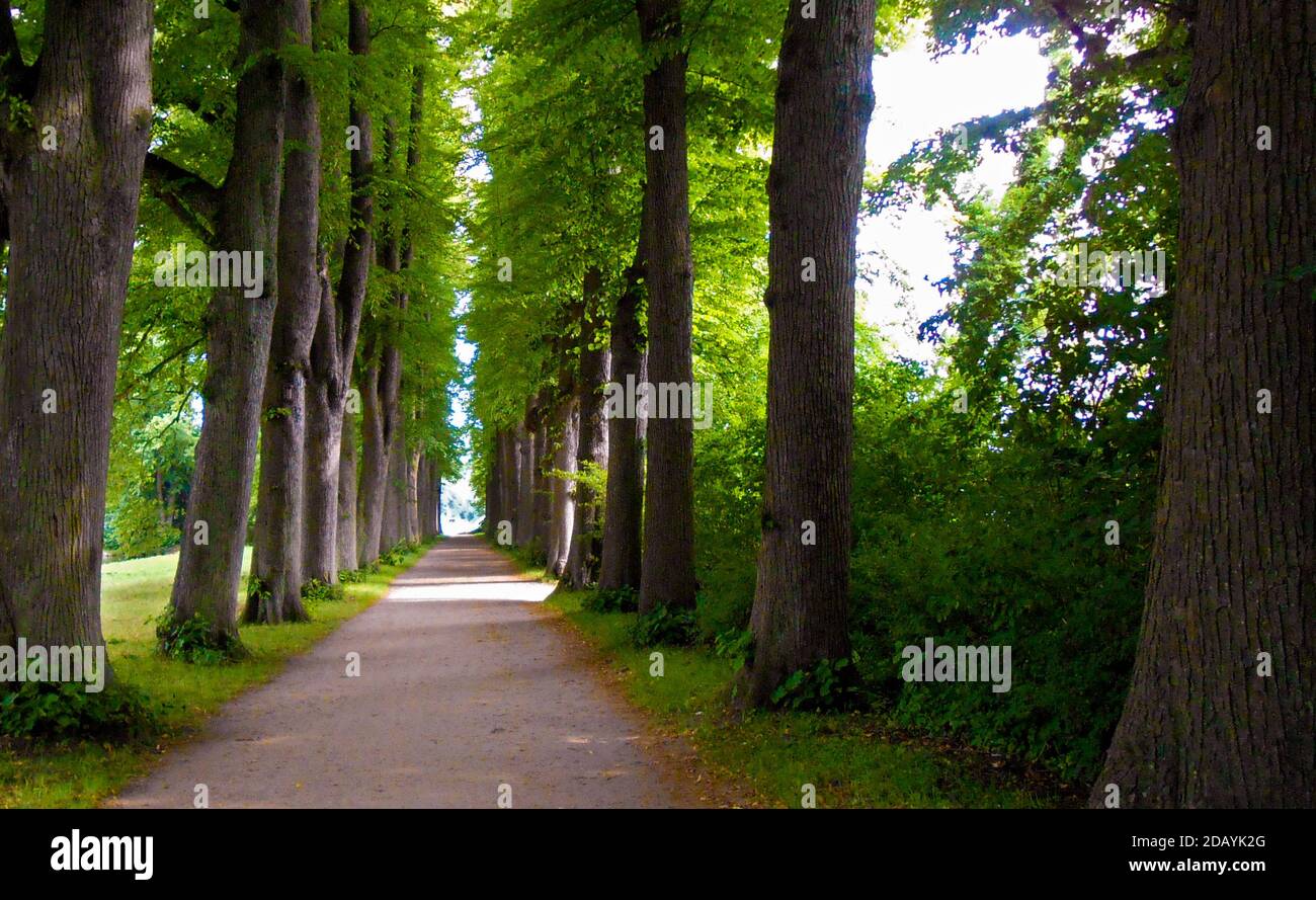 Tree lined hi-res stock photography and images - Alamy