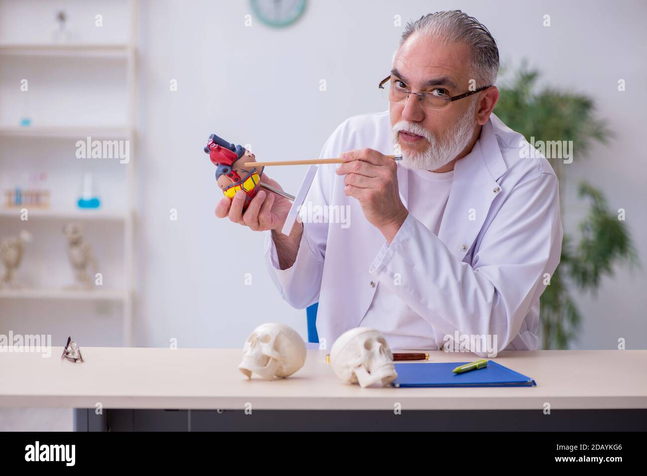 Old cardiologist explaining human heart structure Stock Photo - Alamy