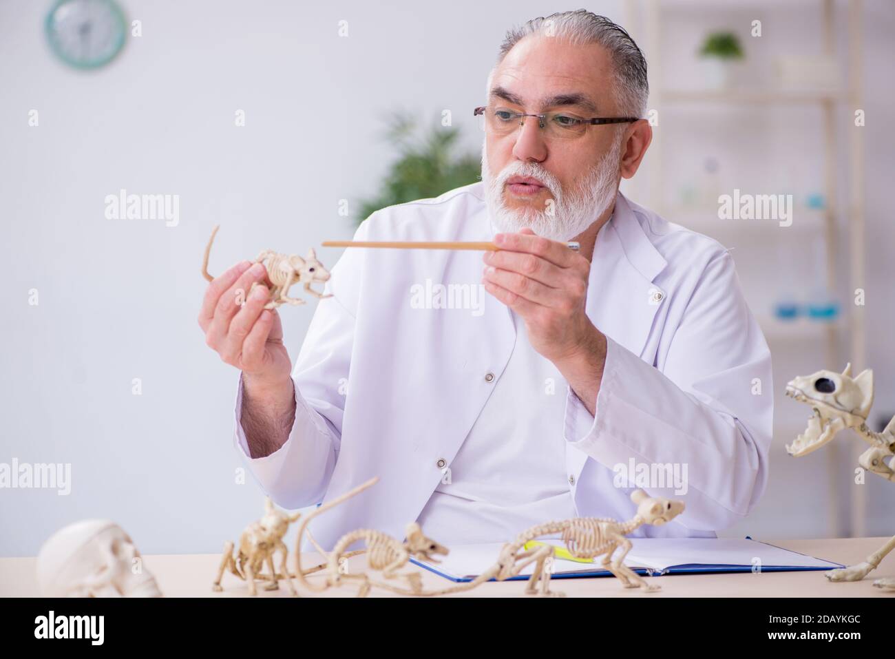Old paleontologist examining ancient animals at lab Stock Photo - Alamy