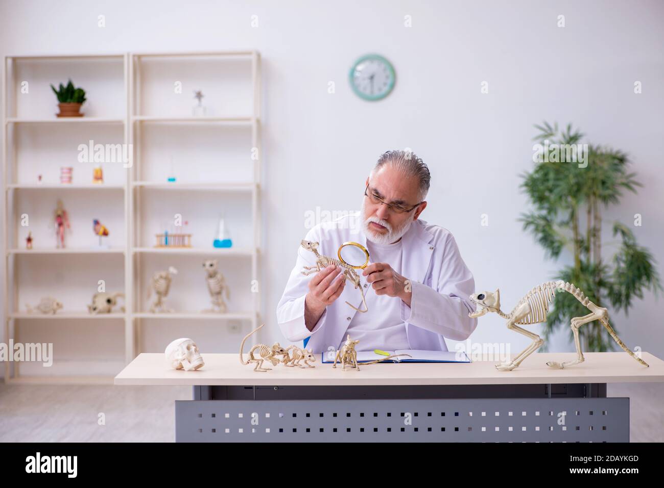 Old paleontologist examining ancient animals at lab Stock Photo - Alamy