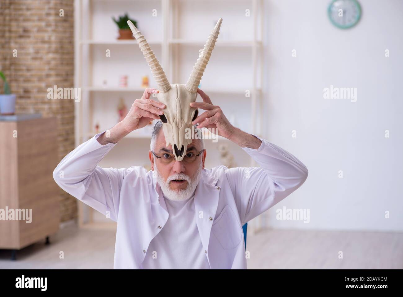 Old paleontologist examining goat head at lab Stock Photo - Alamy