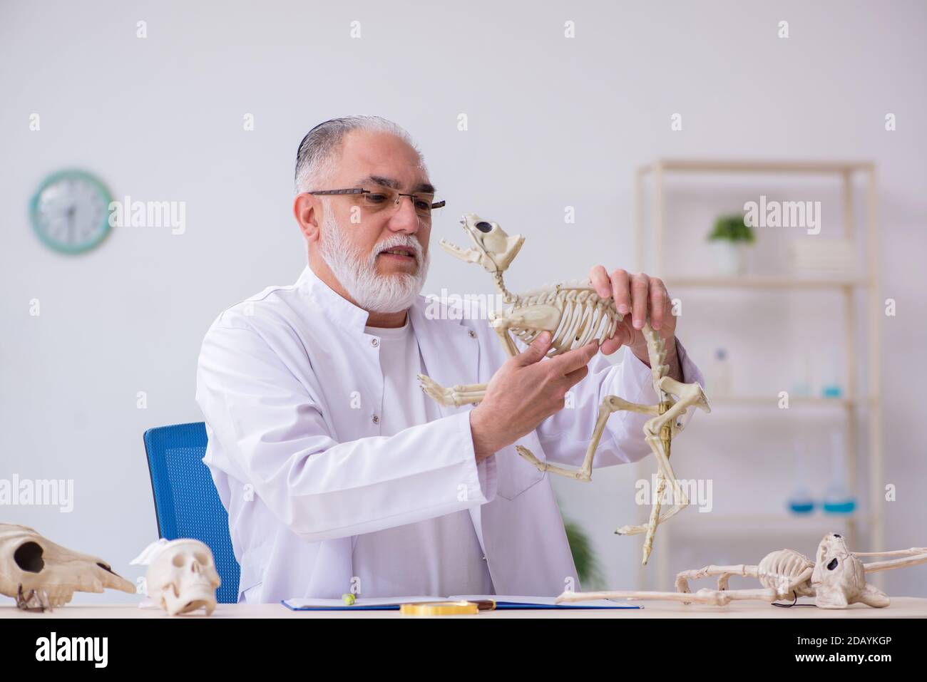 Old paleontologist examining ancient animals at lab Stock Photo - Alamy