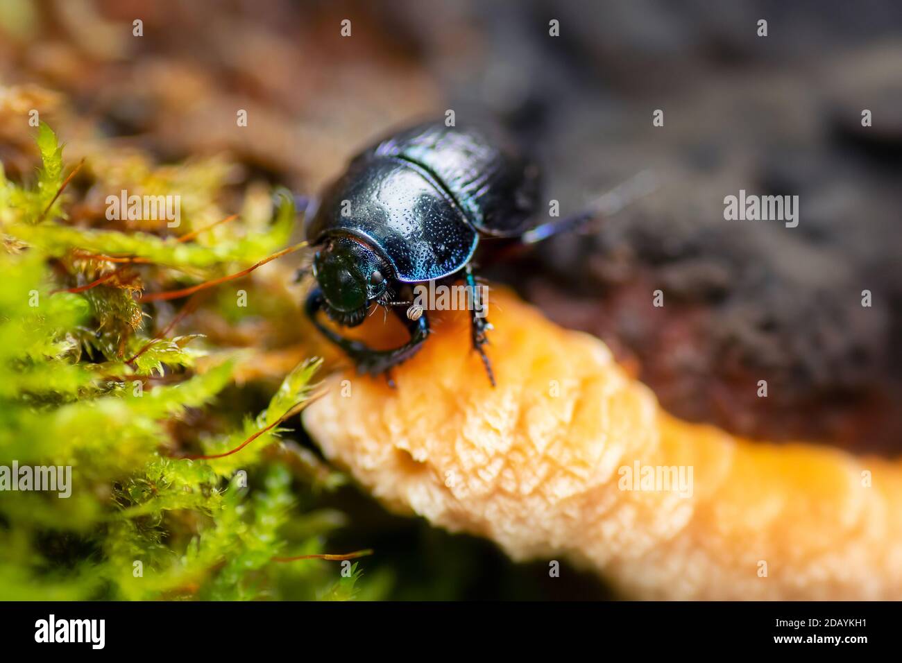 Dor beetle geotrupes stercorarius in hi-res stock photography and ...