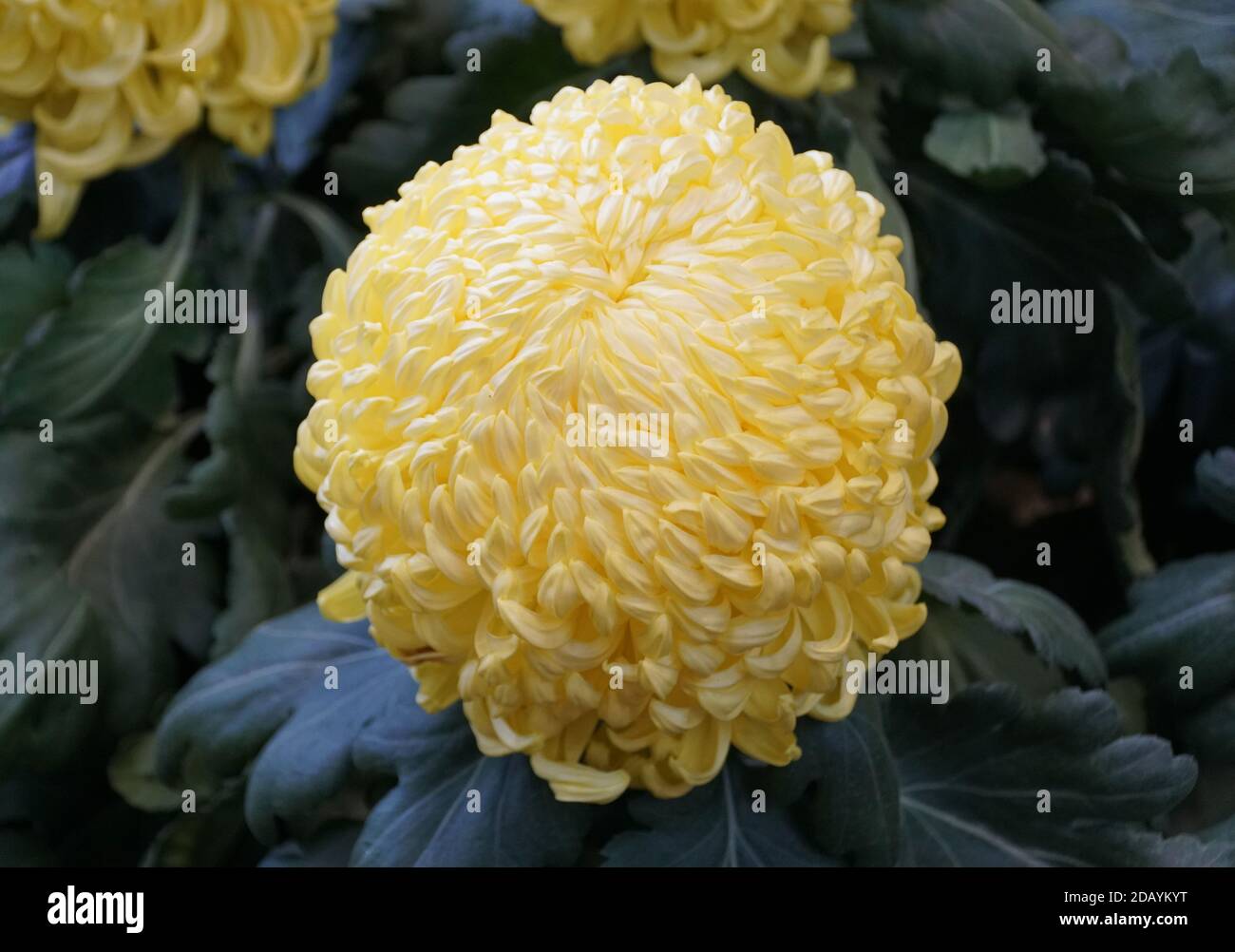 The yellow color of irregular incurve mum 'King's Pleasure' flower at ...