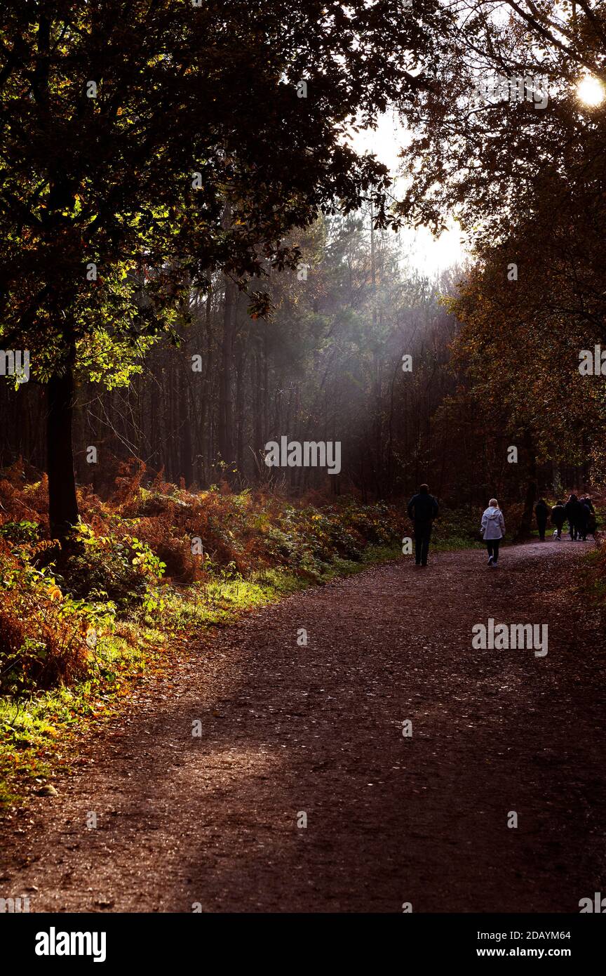 A shaft of beautiful light illuminating the forest floor and a group of ...