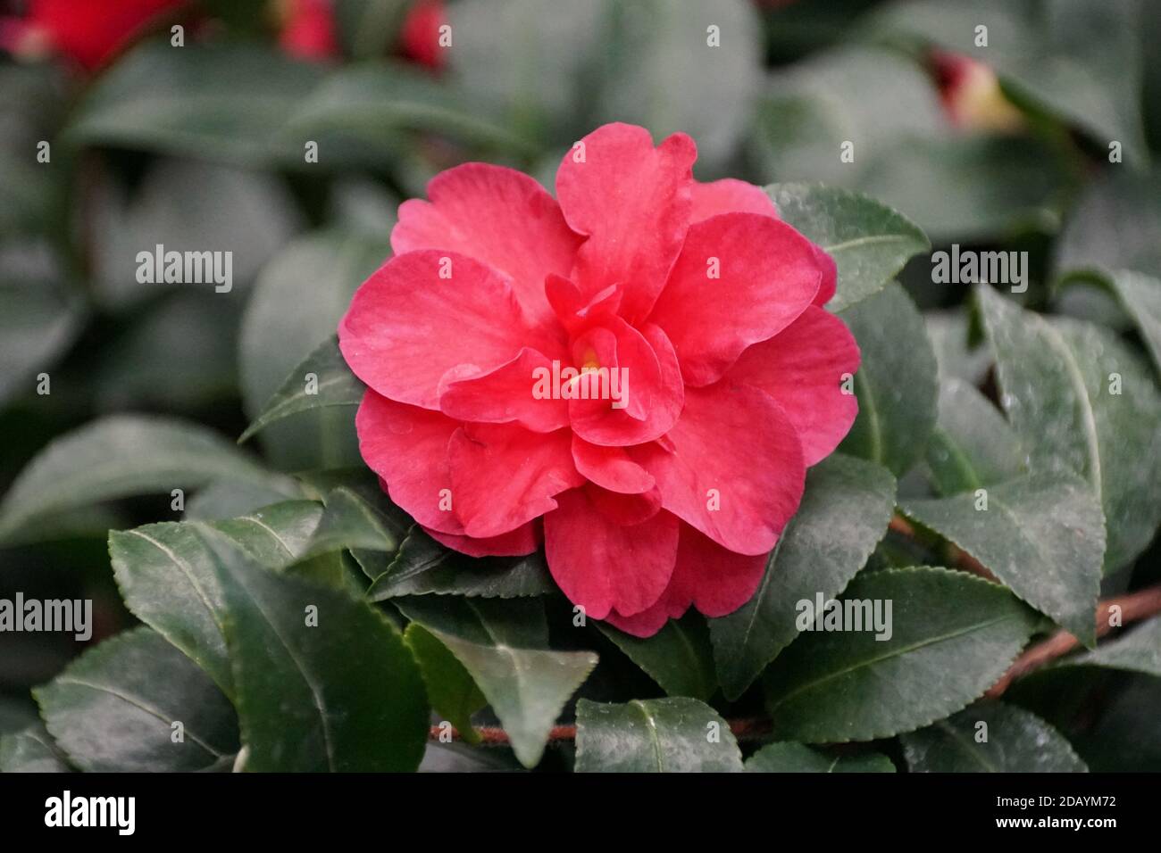 Red color of Camellia 'October Magic Ruby' flower Stock Photo - Alamy