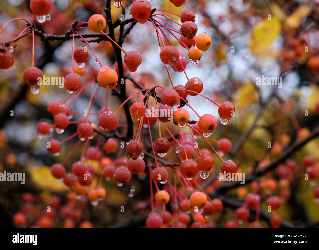 Fruit on branch of a Snowdrift Crabapple tree with rain drops hanging ...