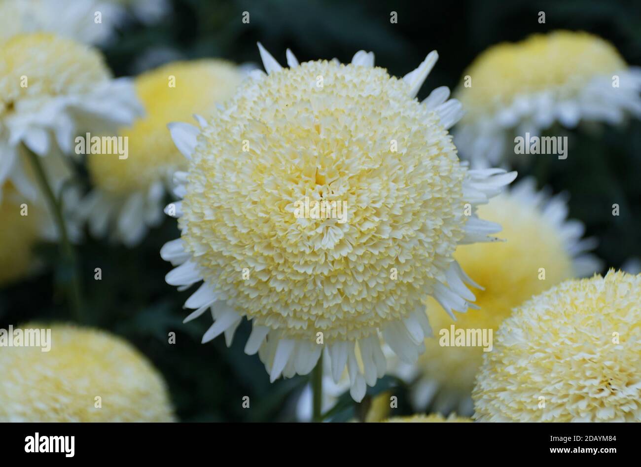 The white and yellow color of Anemone mum 'Powder Puff' flowers Stock ...
