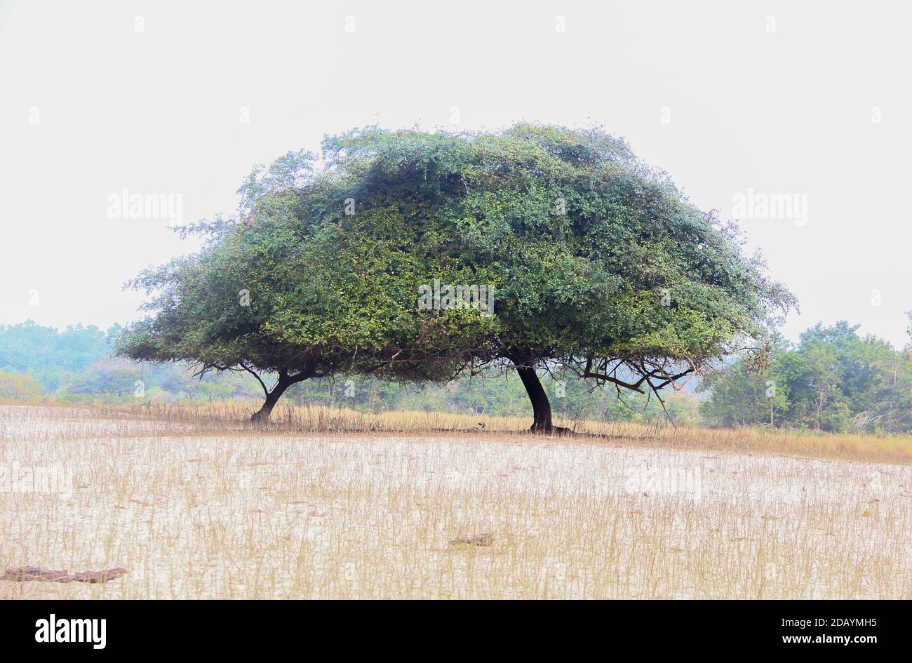Sundarban tree hi-res stock photography and images - Alamy