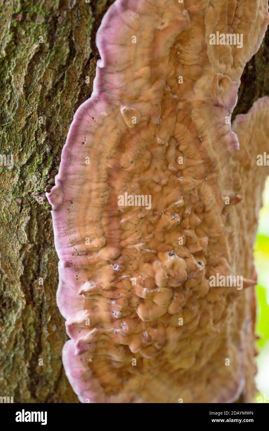 Silver leaf fungus chondrostereum purpureum hi-res stock photography ...