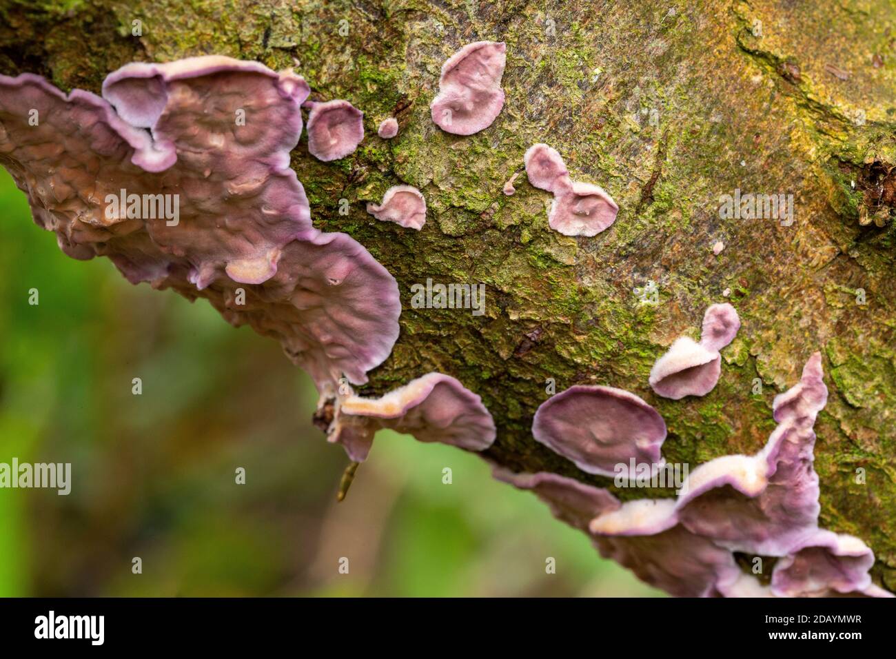 Silver leaf fungus chondrostereum purpureum hi-res stock photography ...