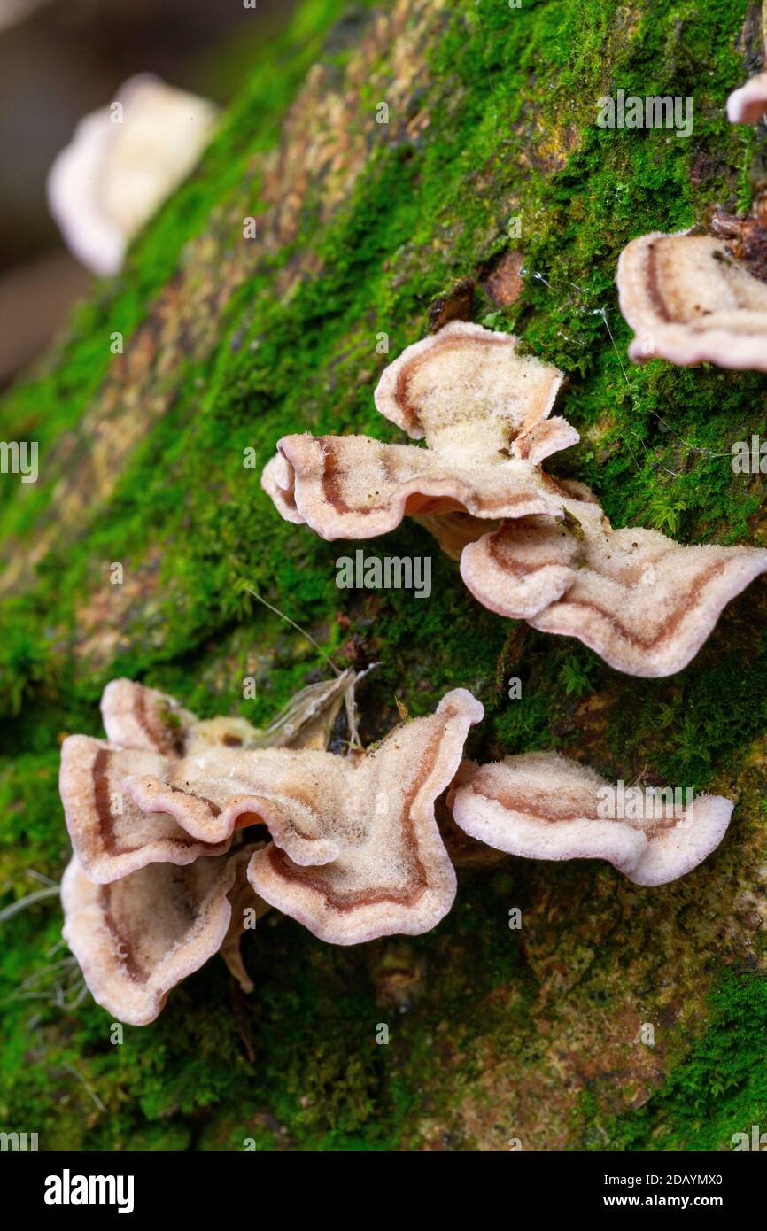 Chondrostereum purpureum hi-res stock photography and images - Alamy