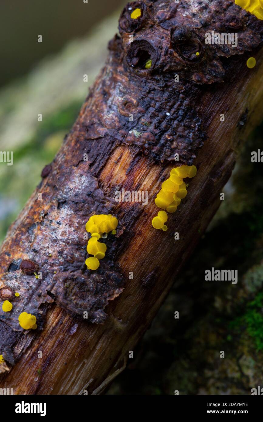 Lemon discos bisporella citrina hi-res stock photography and images - Alamy