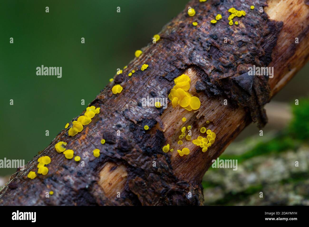 Lemon discos bisporella citrina hi-res stock photography and images - Alamy