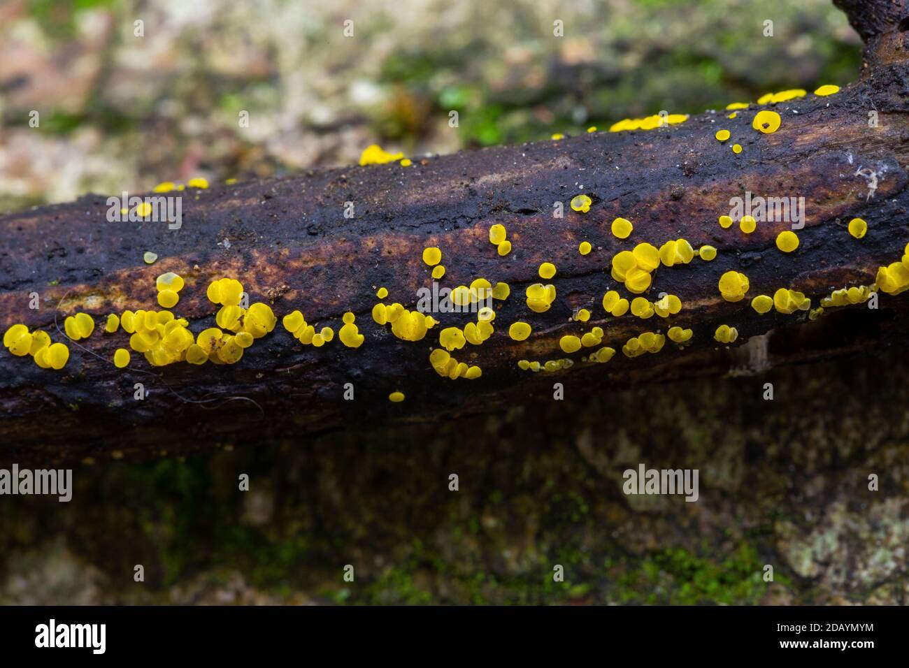 Lemon discos bisporella citrina hi-res stock photography and images - Alamy