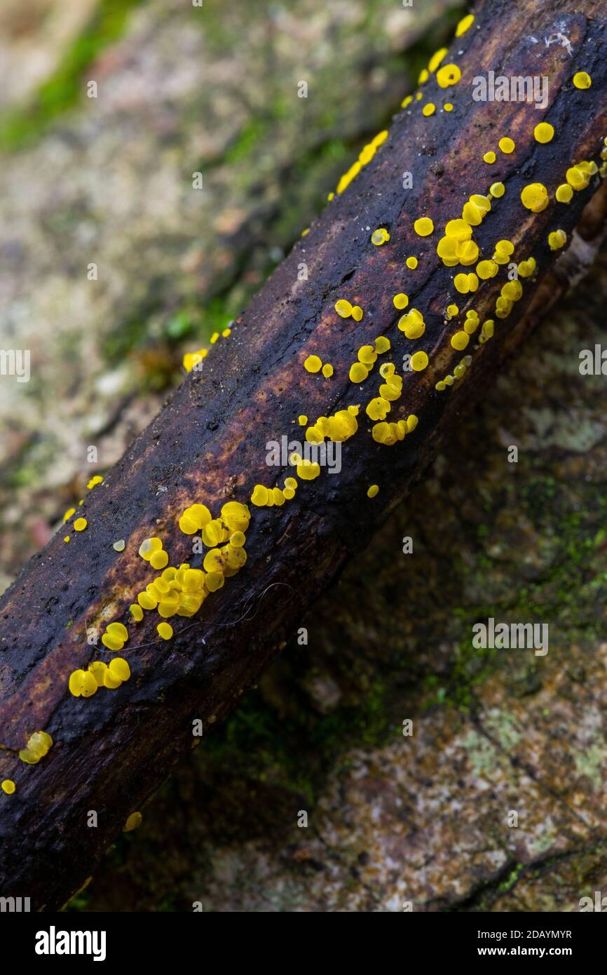 Lemon discos bisporella citrina hi-res stock photography and images - Alamy