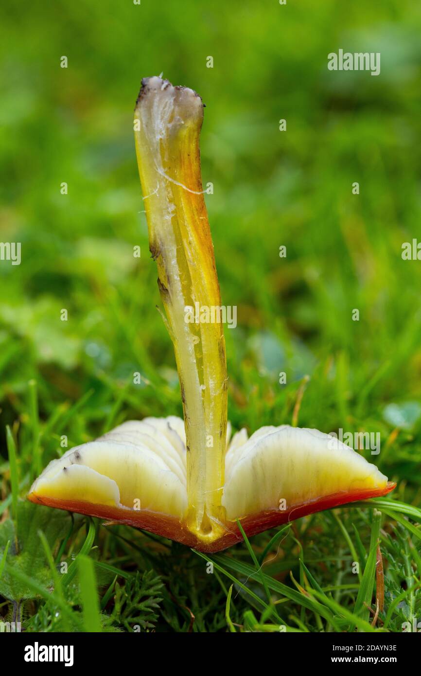 Conical wax cap hi-res stock photography and images - Alamy