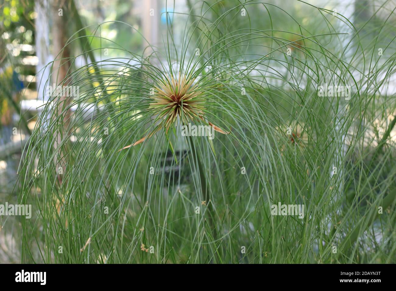 Egyptian papyrus (Cyperus papyrus) flower Stock Photo - Alamy