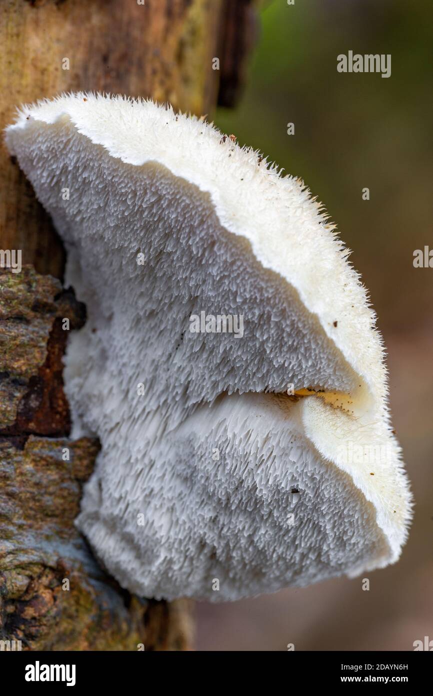 Tiered tooth fungus hi-res stock photography and images - Alamy