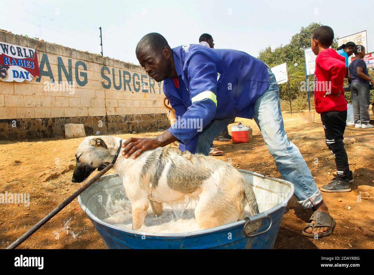 World Rabbies Day, man giving a dog a bath, Zambia Stock Photo - Alamy