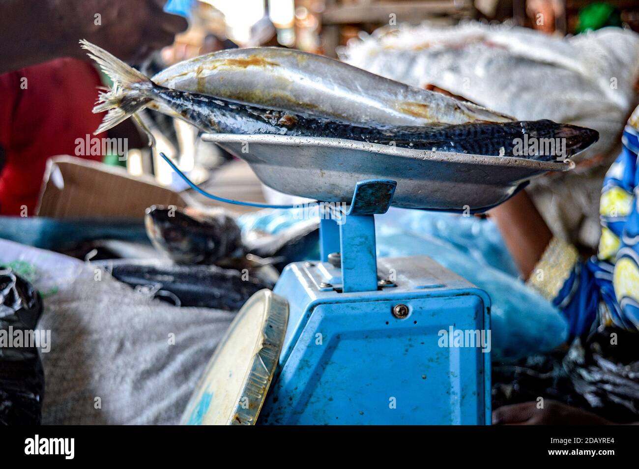 Fish are weighed for sale in Goma, Democratic Republic of Congo Stock ...