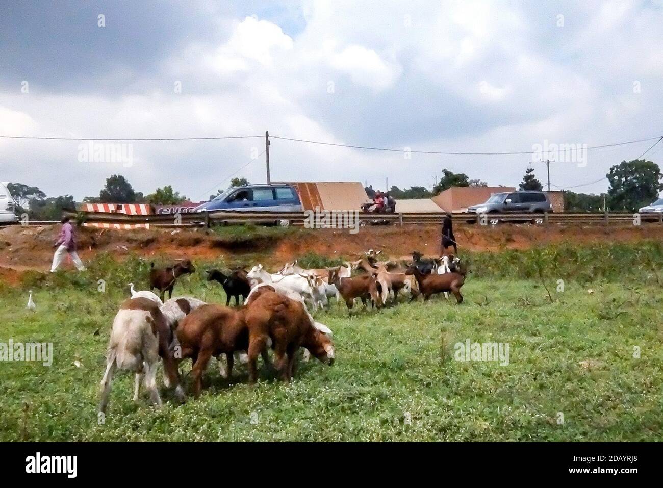 Animals are raised in Kalerwe, a suburb of Kampala, Uganda Stock Photo ...