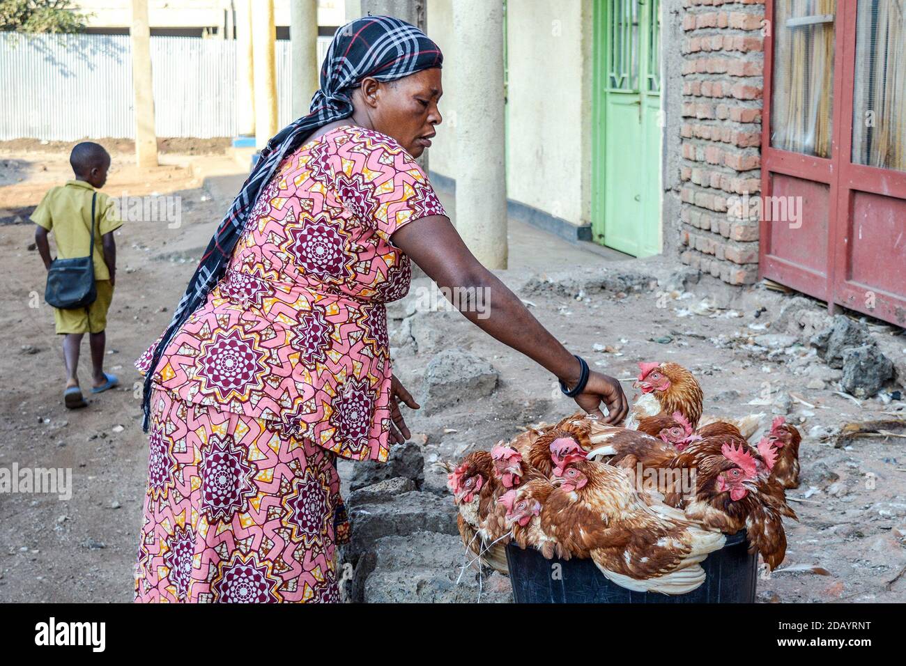 A woman puts chickens in a bucket to sell in the Gisenyi Sector of ...