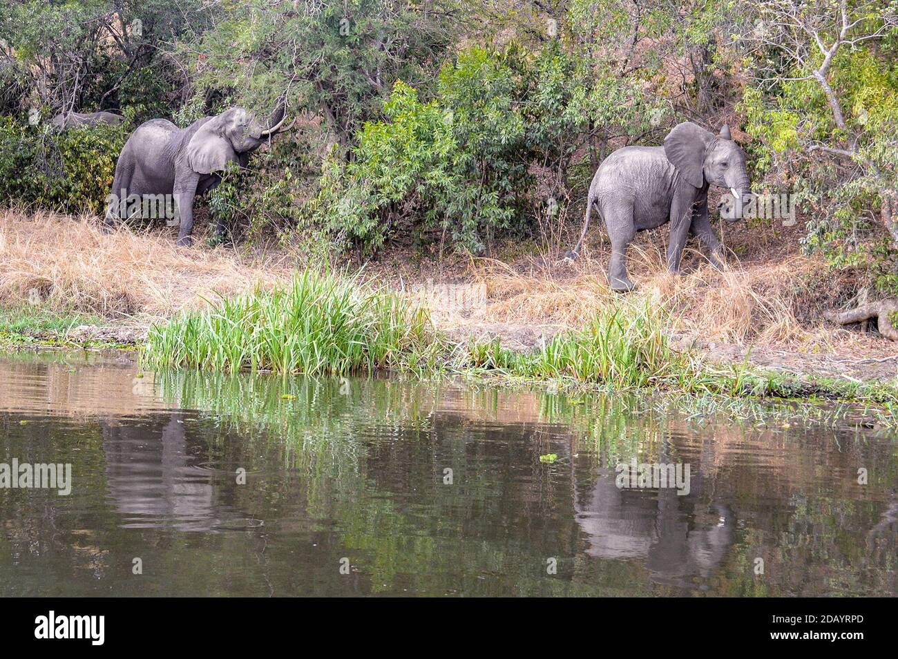 Elephants walk on the bank of the Nile River at Murchison Falls ...