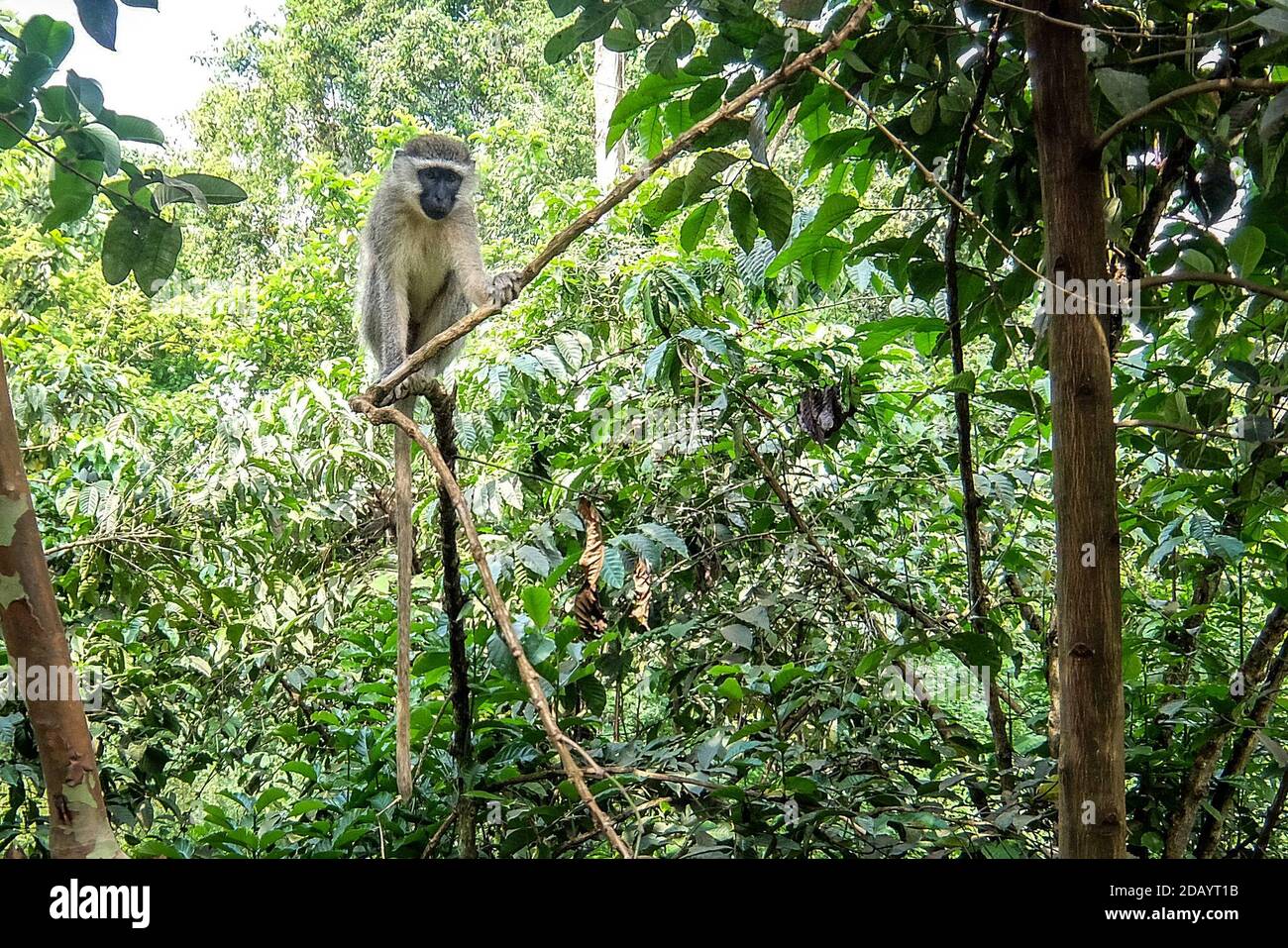 Luweero district hi-res stock photography and images - Alamy