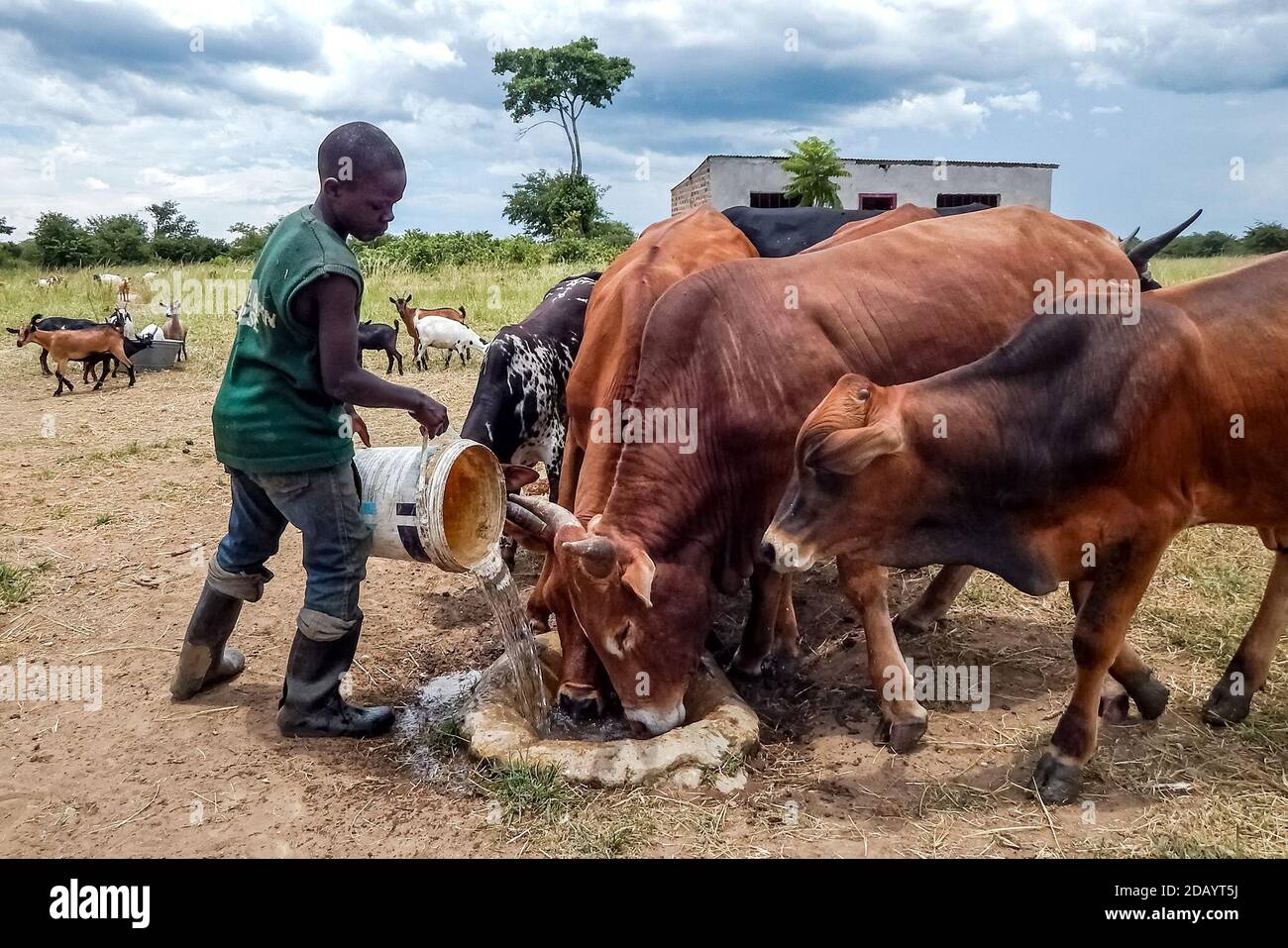 Paul Banda, 15, waters cattle at his family's farm in Liteta, a city ...