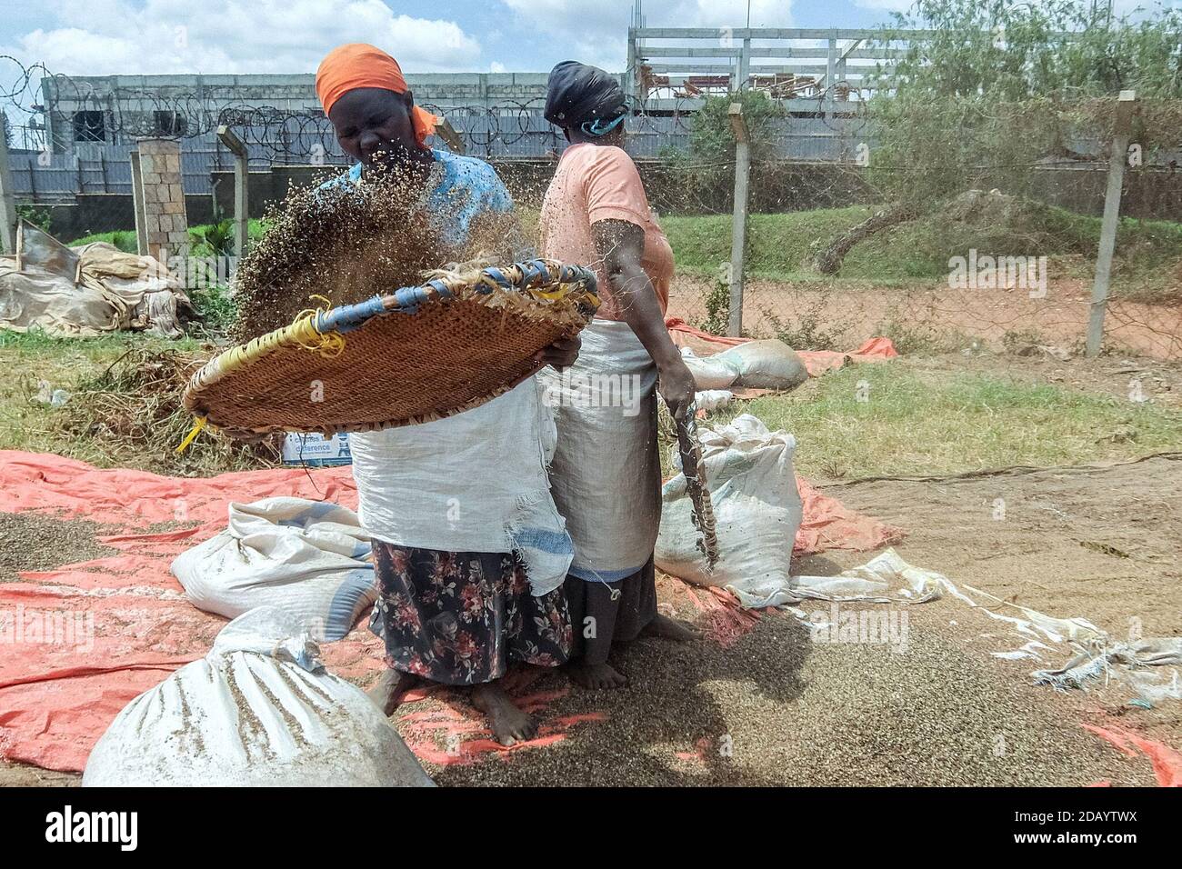 Nansereko Cecilia (left) and Kabatoro Phiona winnow coffee beans at a ...