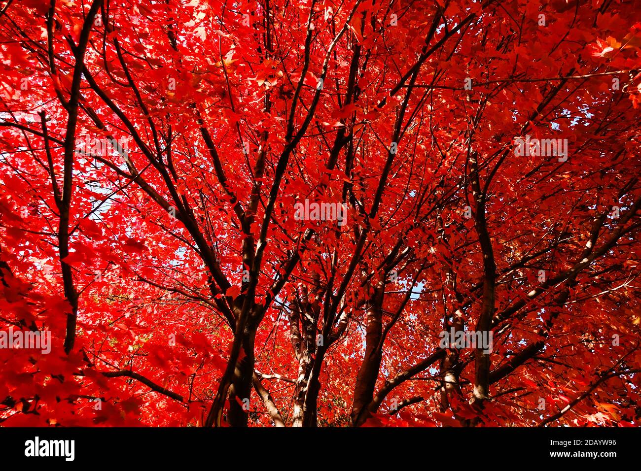 Central Park at the peak of the Autumn season in New York City with ...