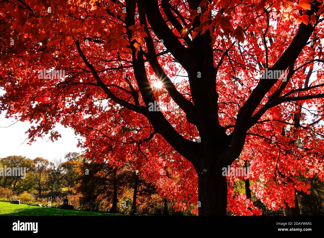 Central Park at the peak of the Autumn season in New York City with ...