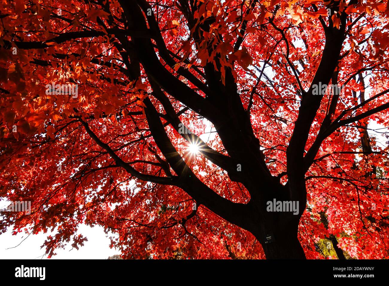 Central Park at the peak of the Autumn season in New York City with ...
