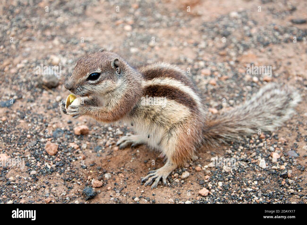Trusting Barbary ground squirrel feeding on nuts under the volcanoes of ...